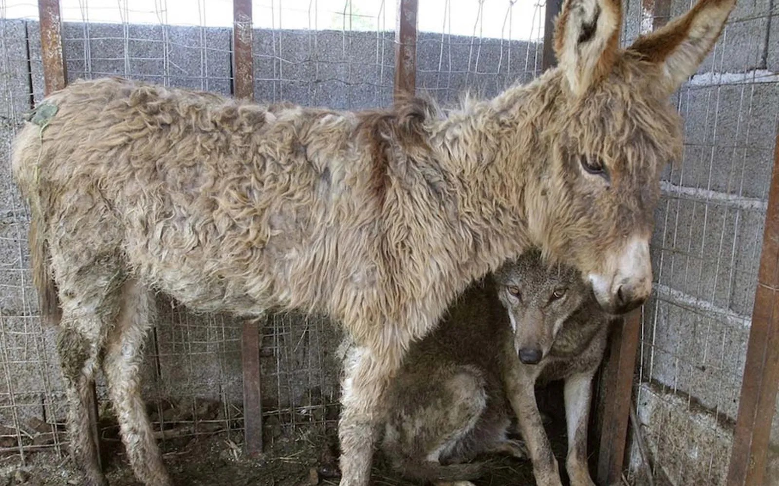 Kuidas hunt ja eesel sõbrunesid | Looduskalender.ee